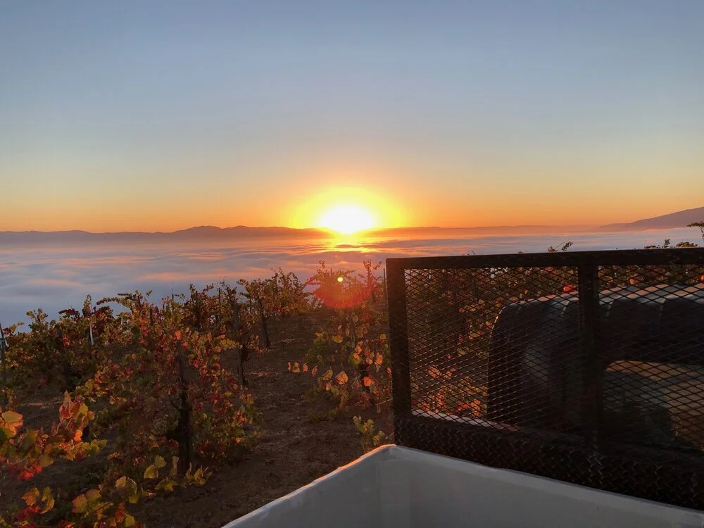 Home — JAIMEE MOTLEY WINES
