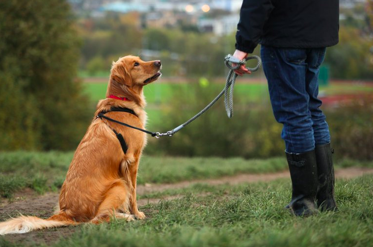 How to Stop a Dog from Pulling | Dog Savvy