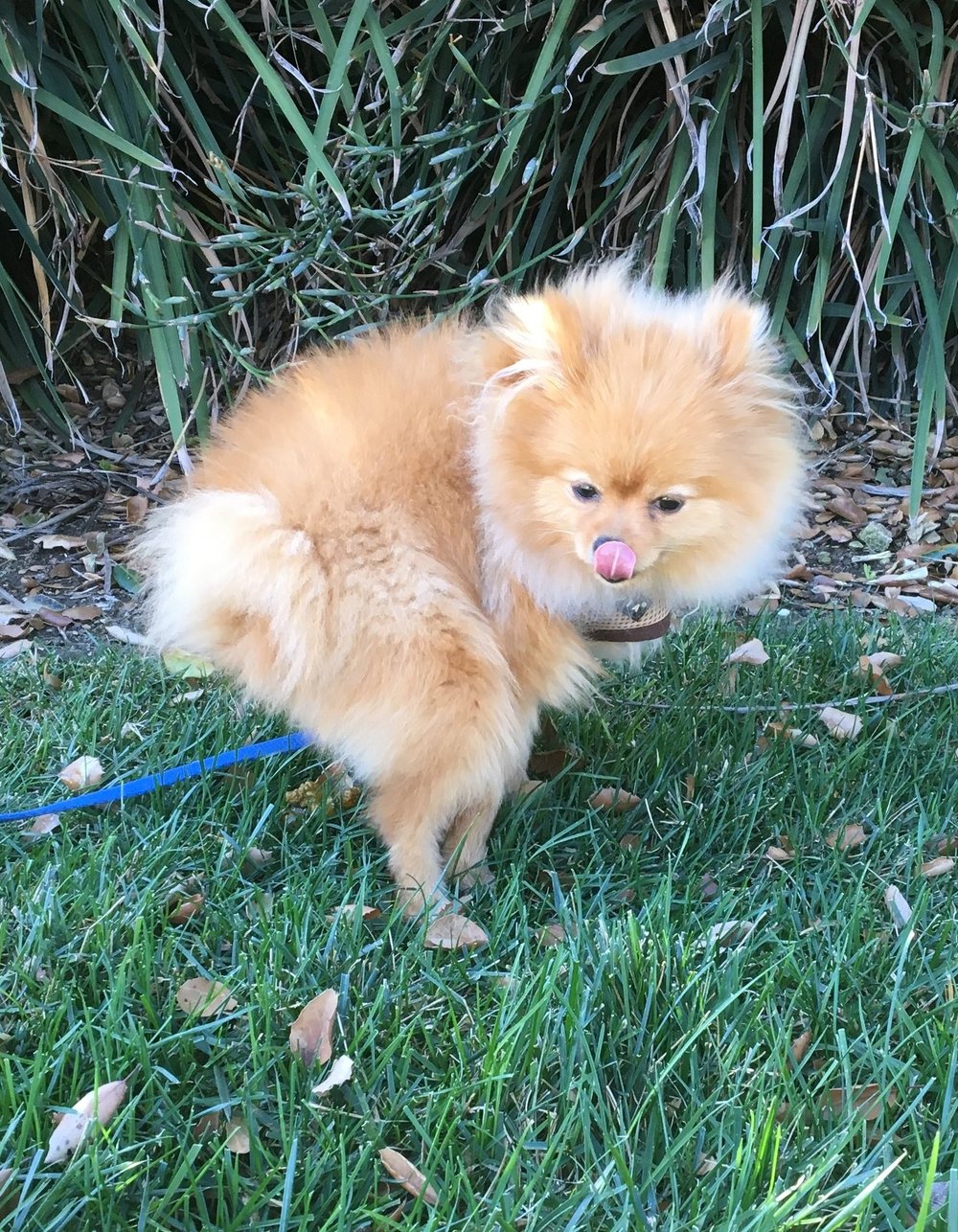 How to Potty Train A Puppy | Dog Savvy