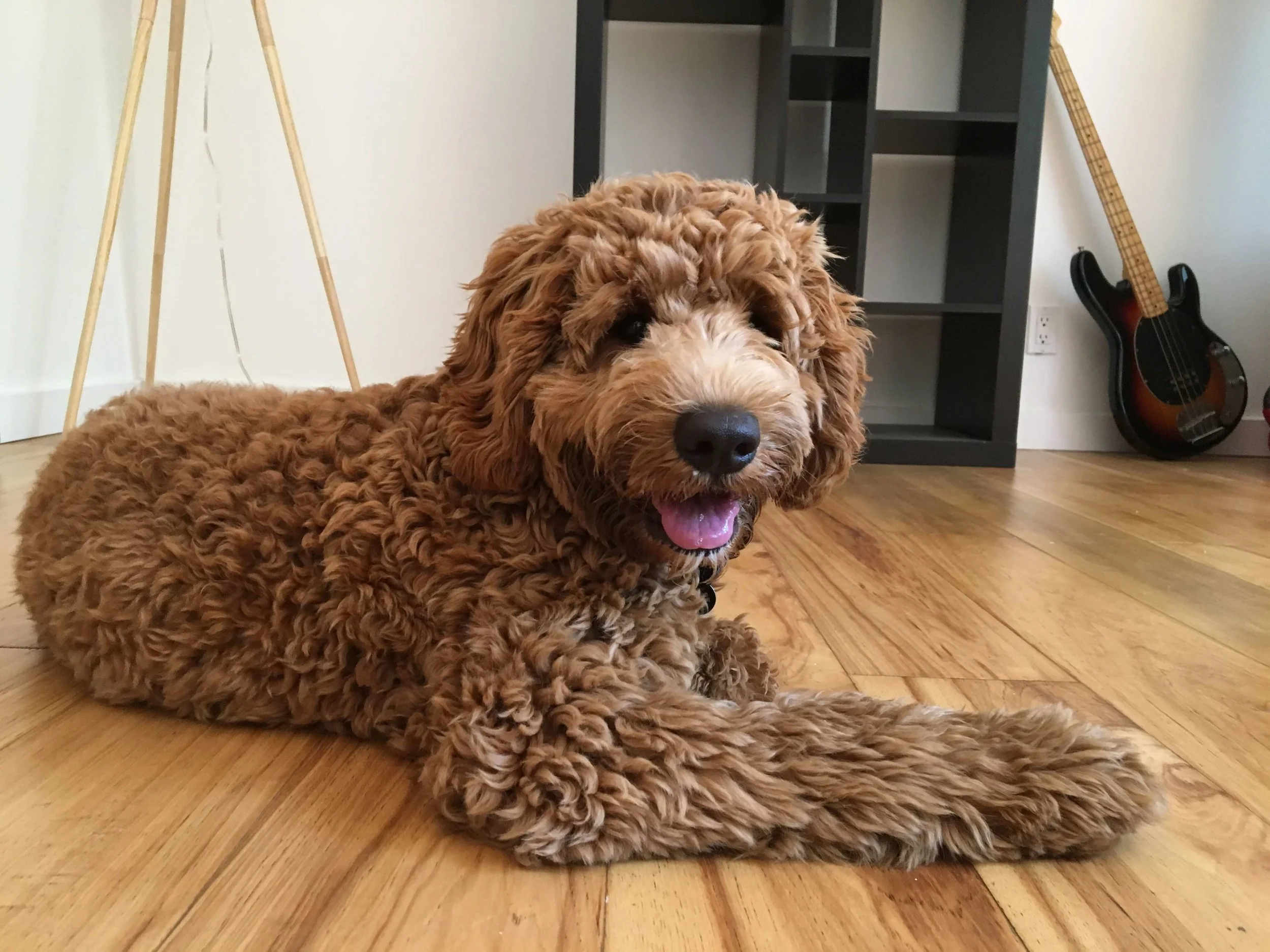 Pros And Cons of A Double Doodle Dog | Dog Savvy SLC