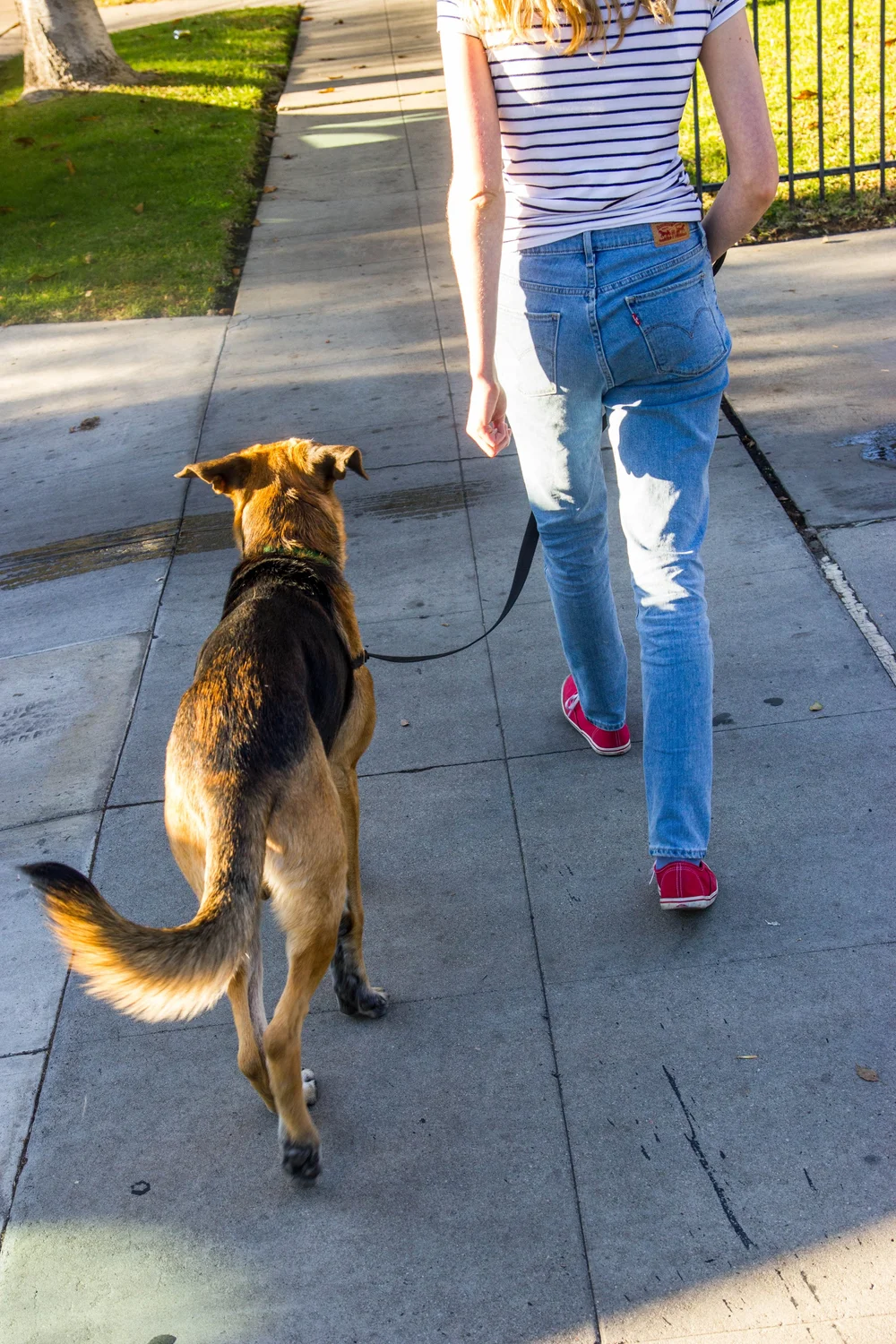 How To Train A Dog To Walk Without Pulling