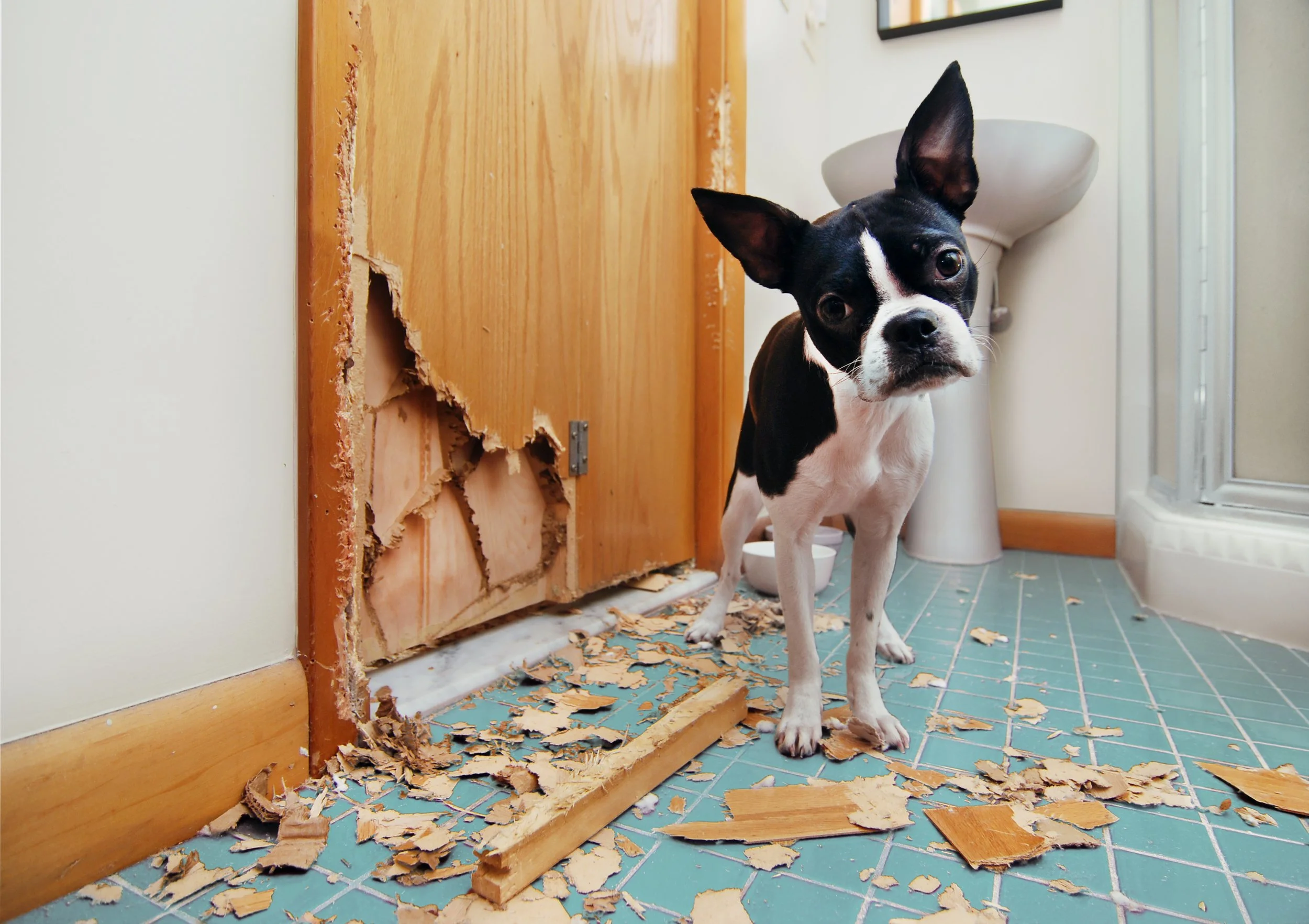 Dog Separation Anxiety - Symptoms, Causes, and Treatment | Dog Savvy