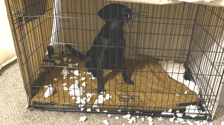 Puppy Crying in the Crate? Gentle Training Tips That Actually Work ...