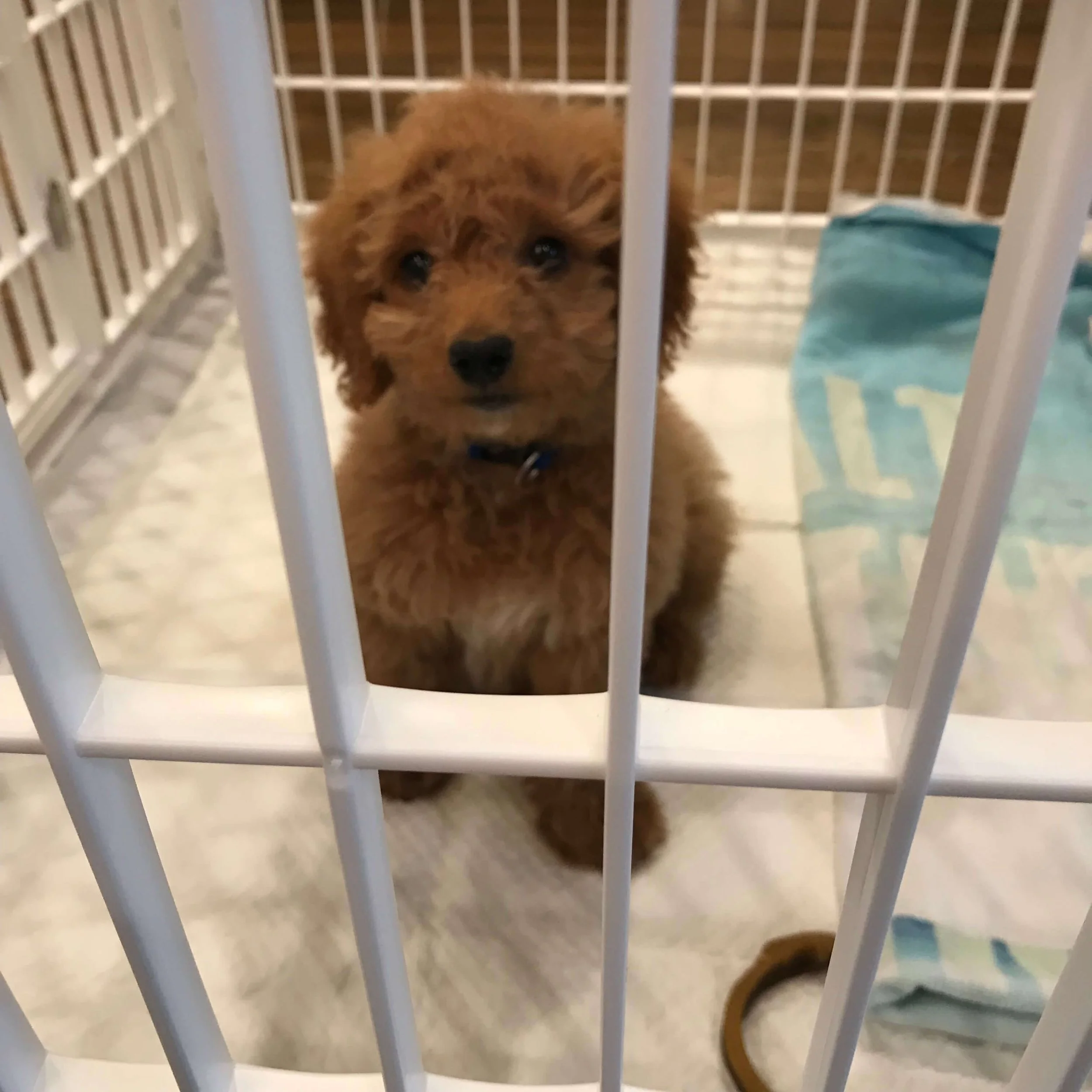 How Do You Toilet Train A Puppy? | Dog Savvy