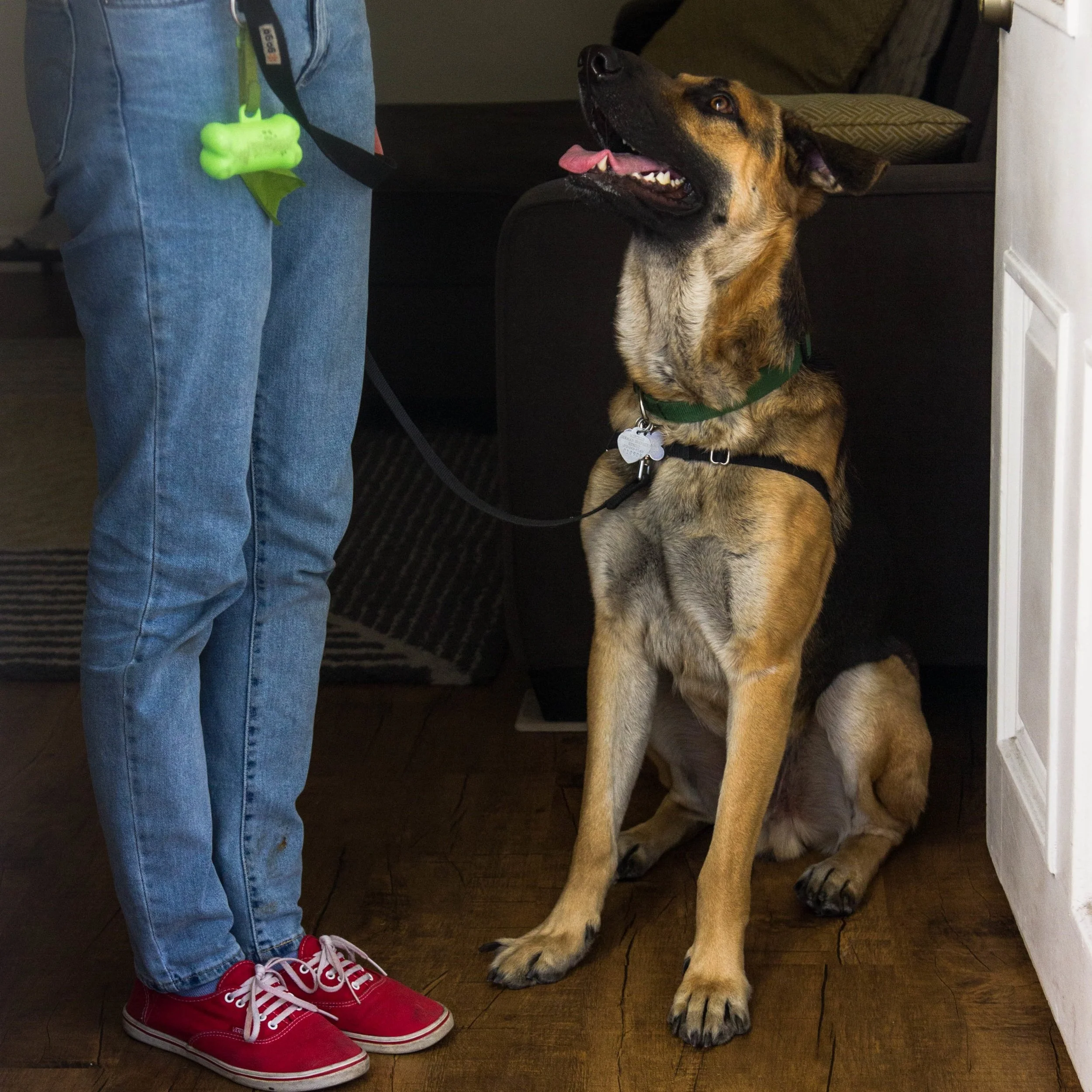 Philosophy of Positive Dog Training: Manners x Obedience