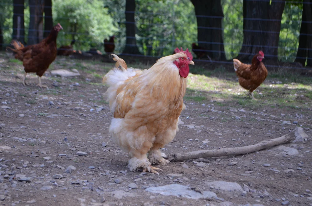 farm — Seven Ponds