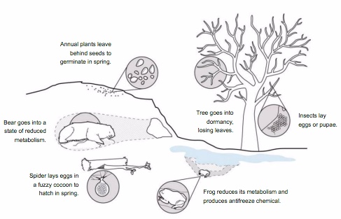 Biomimicry 3.8 Blog: Synapse.bio - Does the forest hold the answers to ...