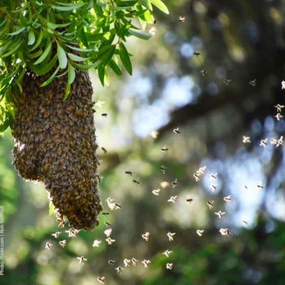 Biomimicry 3.8 Blog: Synapse.bio - Energy Efficiency Inspired by Swarm ...