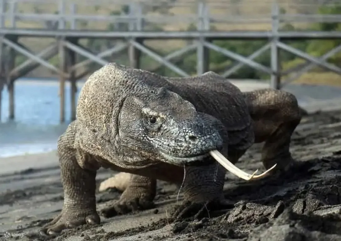 Ultimate Labuan Bajo Guide: Everything You Need to Know [2024] — Beyond ...