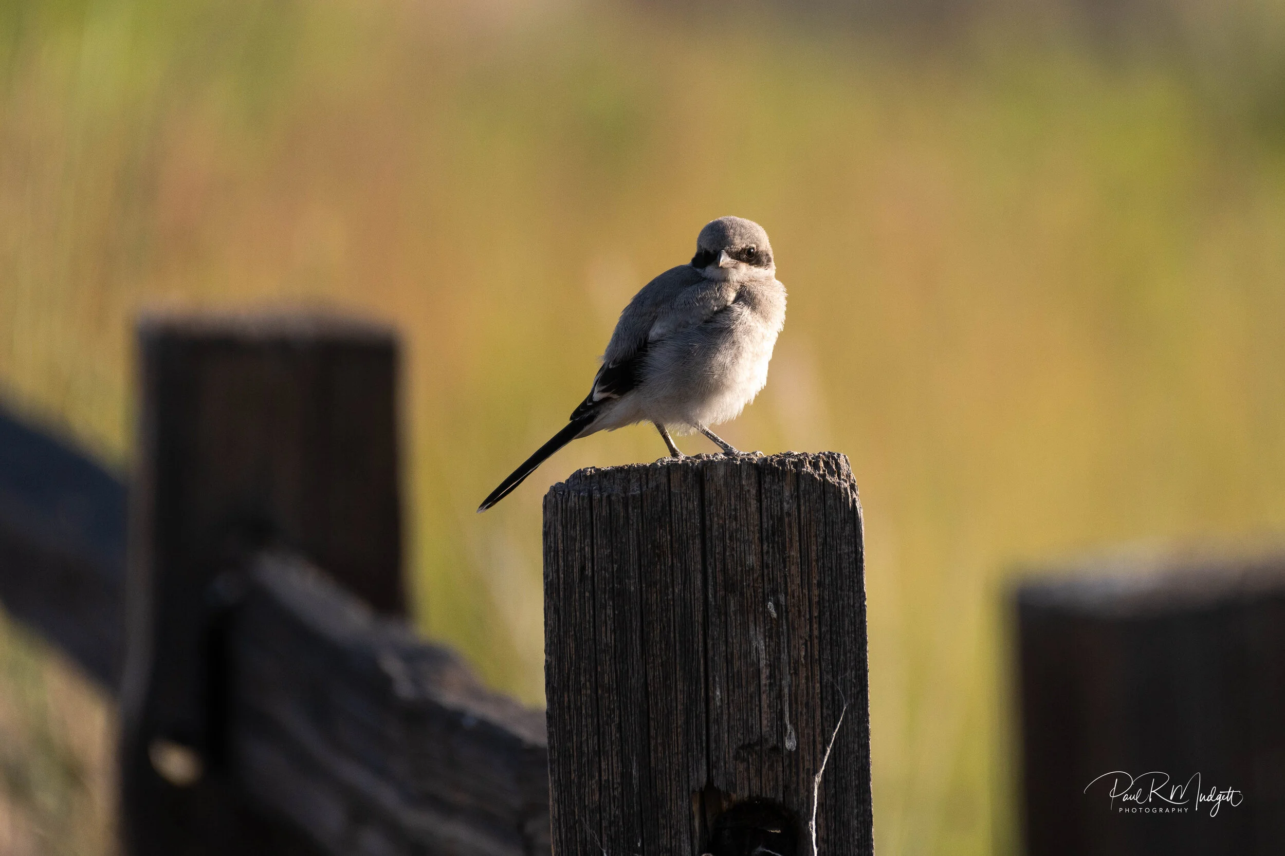Highlights of 2019 — Paul R Mudgett Photography