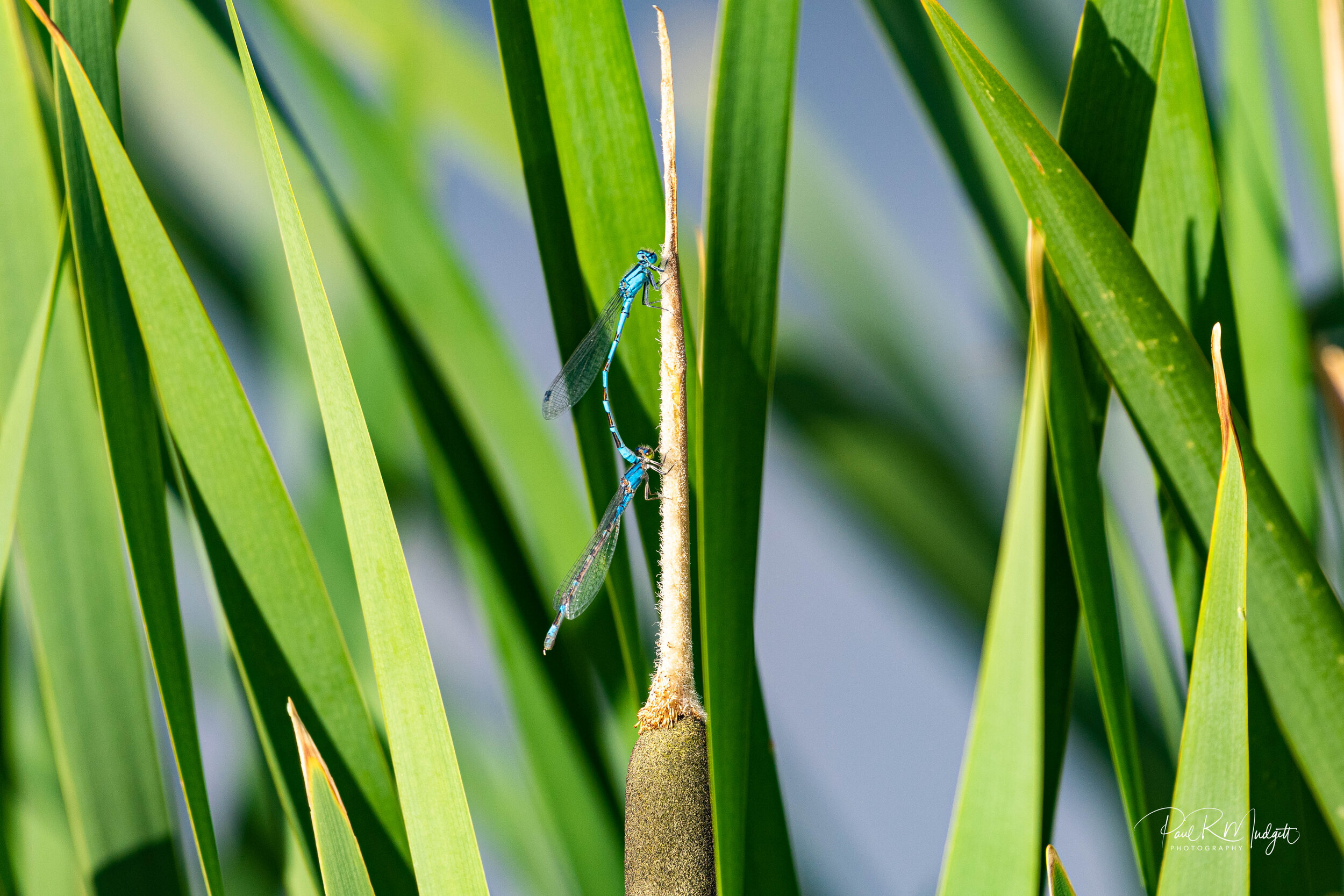 Highlights of 2019 — Paul R Mudgett Photography