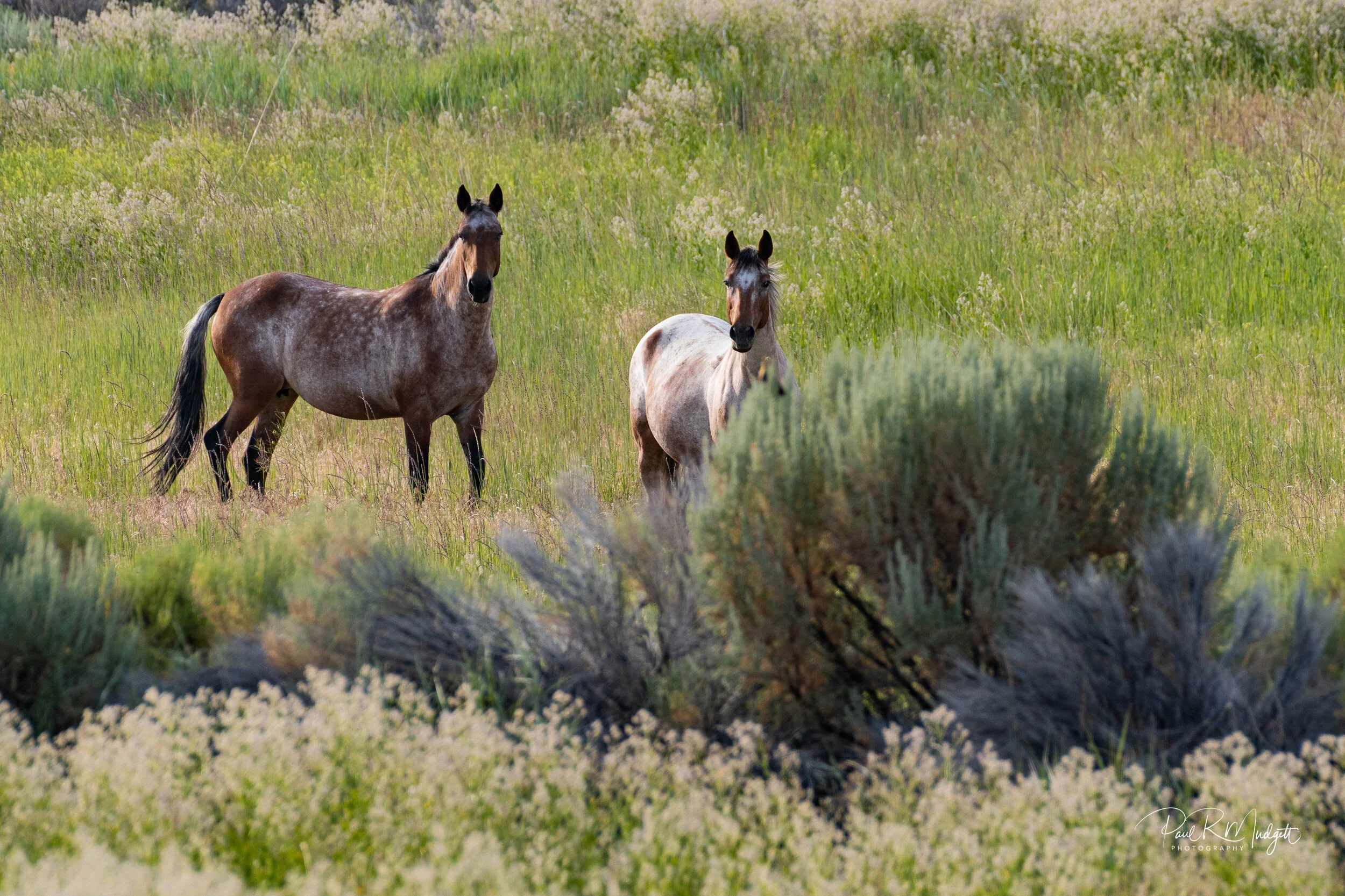Highlights of 2019 — Paul R Mudgett Photography