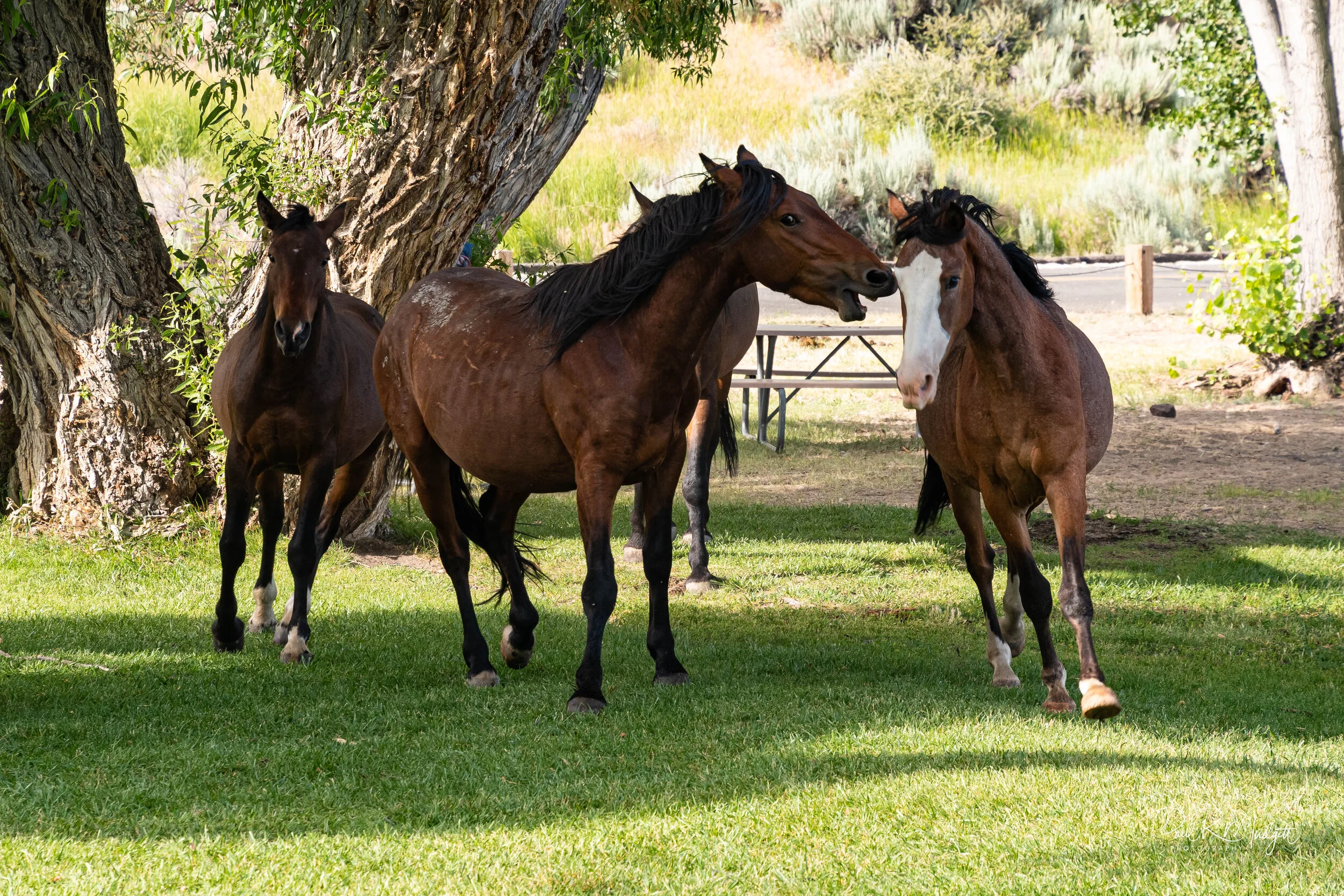 Highlights of 2019 — Paul R Mudgett Photography