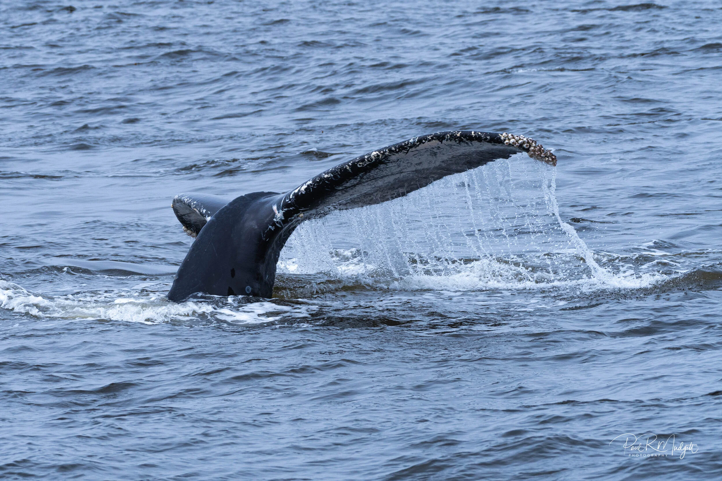 Monterey Bay Whale Watching — Paul R Mudgett Photography