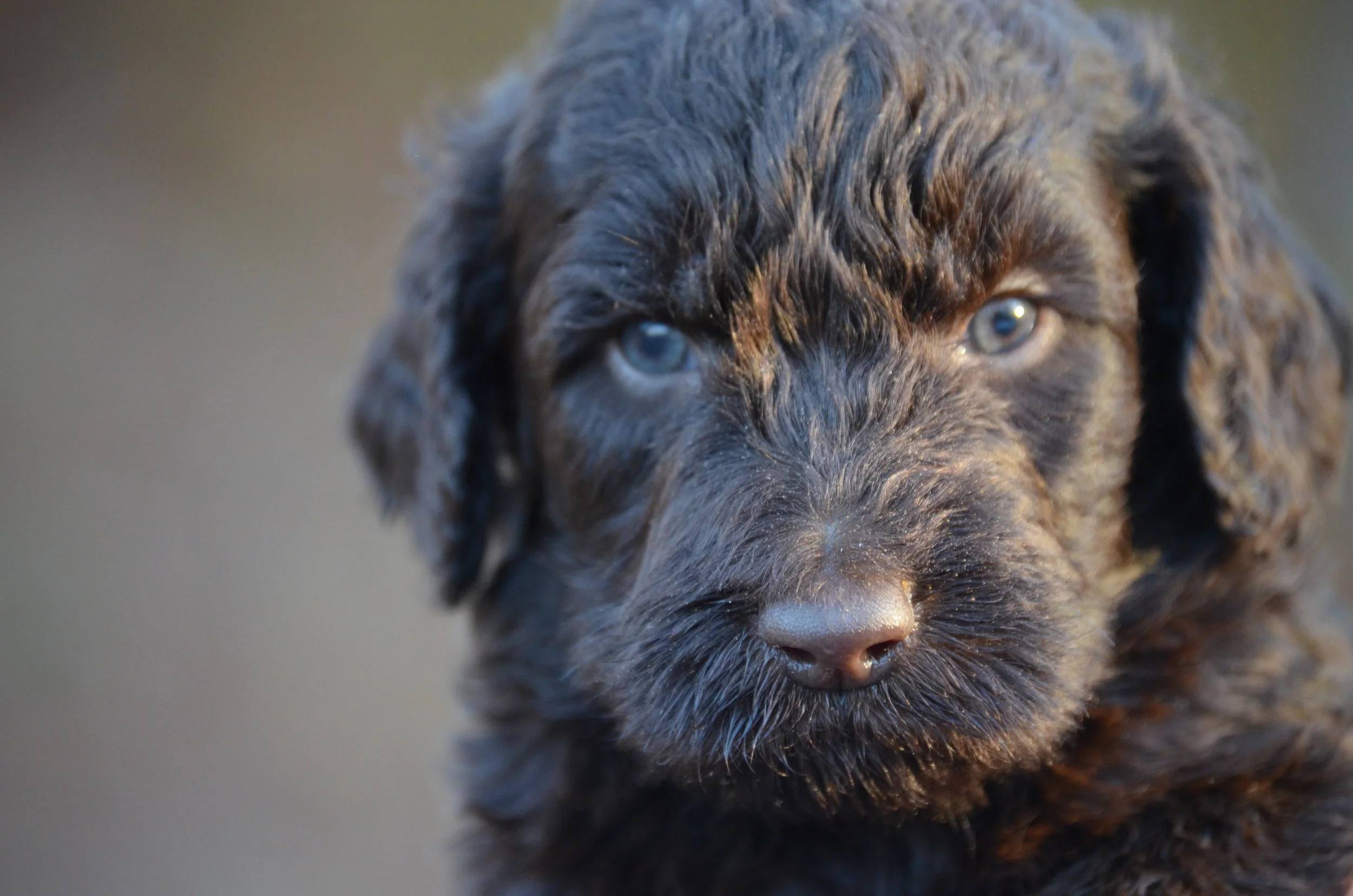 Best Labradoodle Breeders