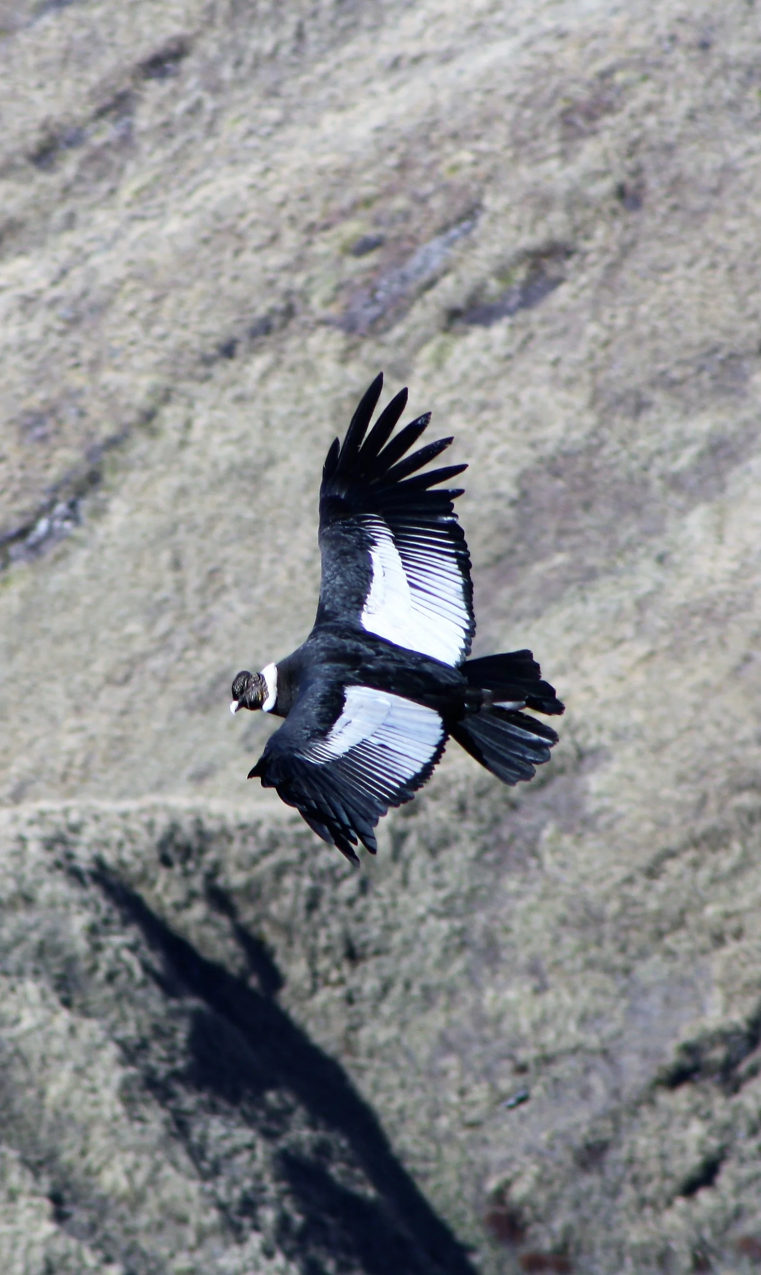 Observación de Aves — Condor Valley Estate & Winery | Salta Adventure ...