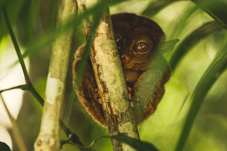 The Best Things To Do In Bohol The Philippines — Finding Our Adventure