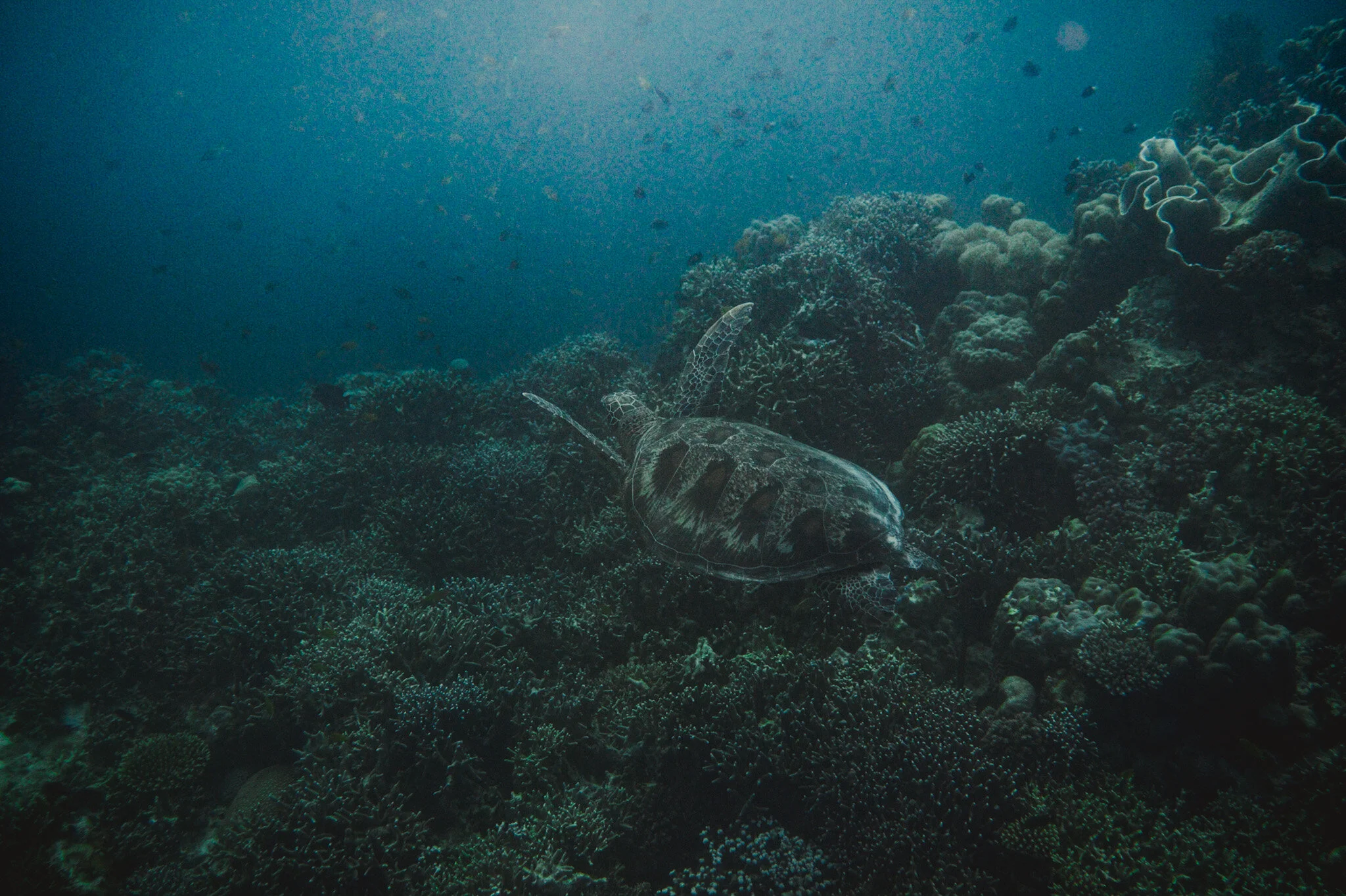 Why you Should Visit Cebu in the Philippines — Finding Our Adventure