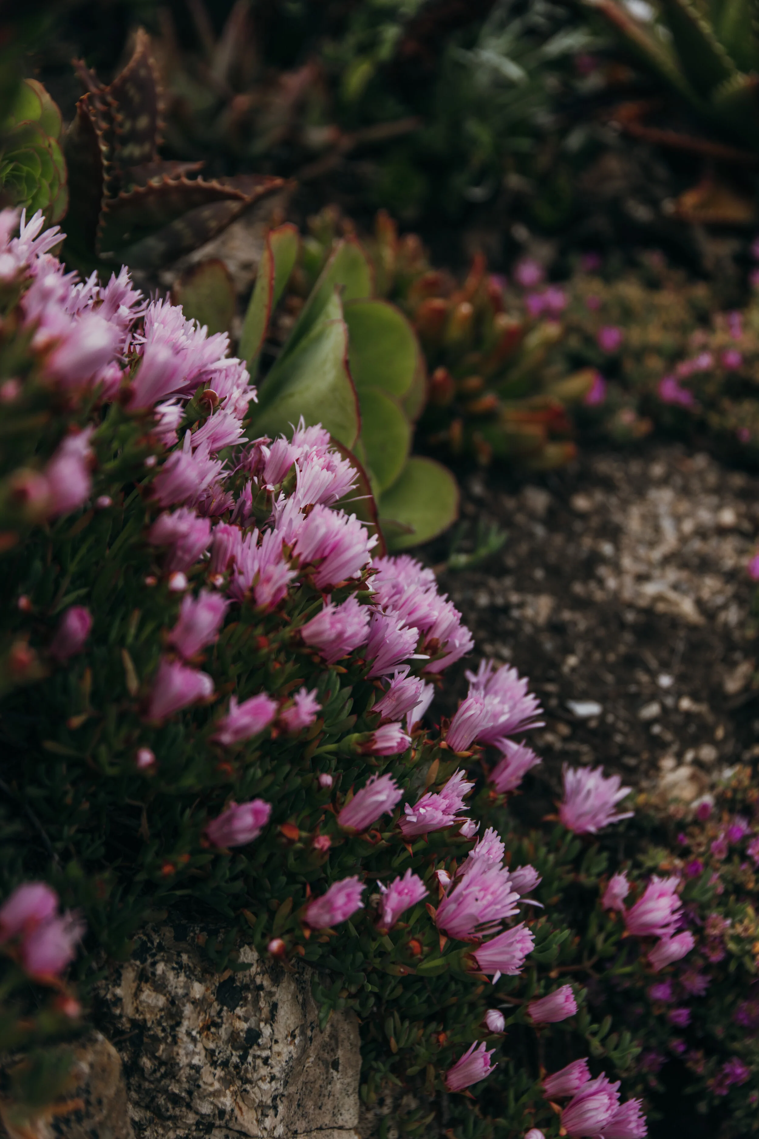 The Minack Theatre, Cornwall — Finding Our Adventure
