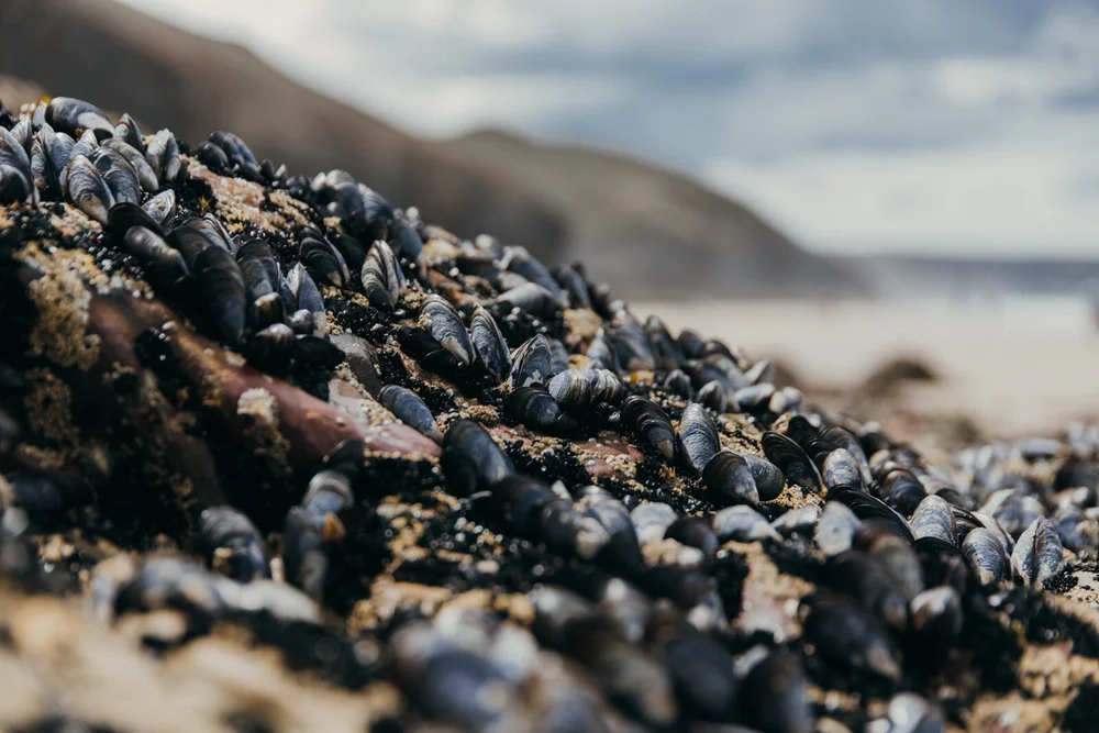 Best Walks in Cornwall on the South West Coast Path | Scenic Hikes ...