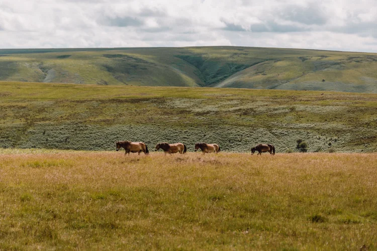Explore Exmoor National Park | Top things to see in North Devon ...