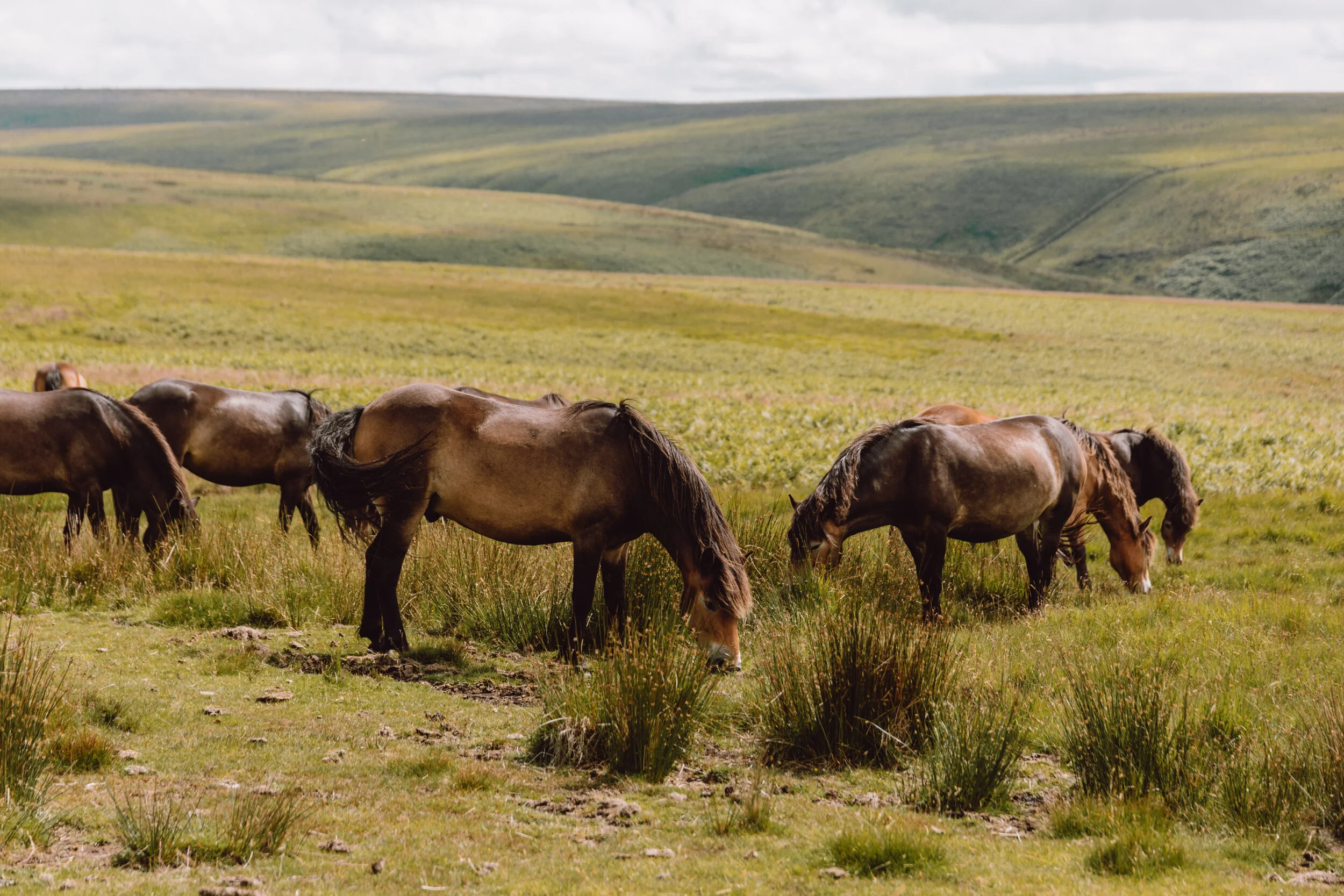 Explore Exmoor National Park: Top things to see and do — Finding Our ...