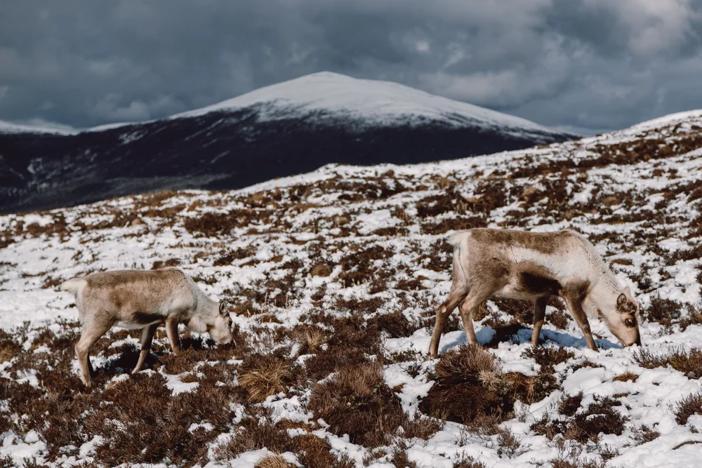 Cairngorms National Park Travel Guide | Skiing, Hiking, Reindeer ...