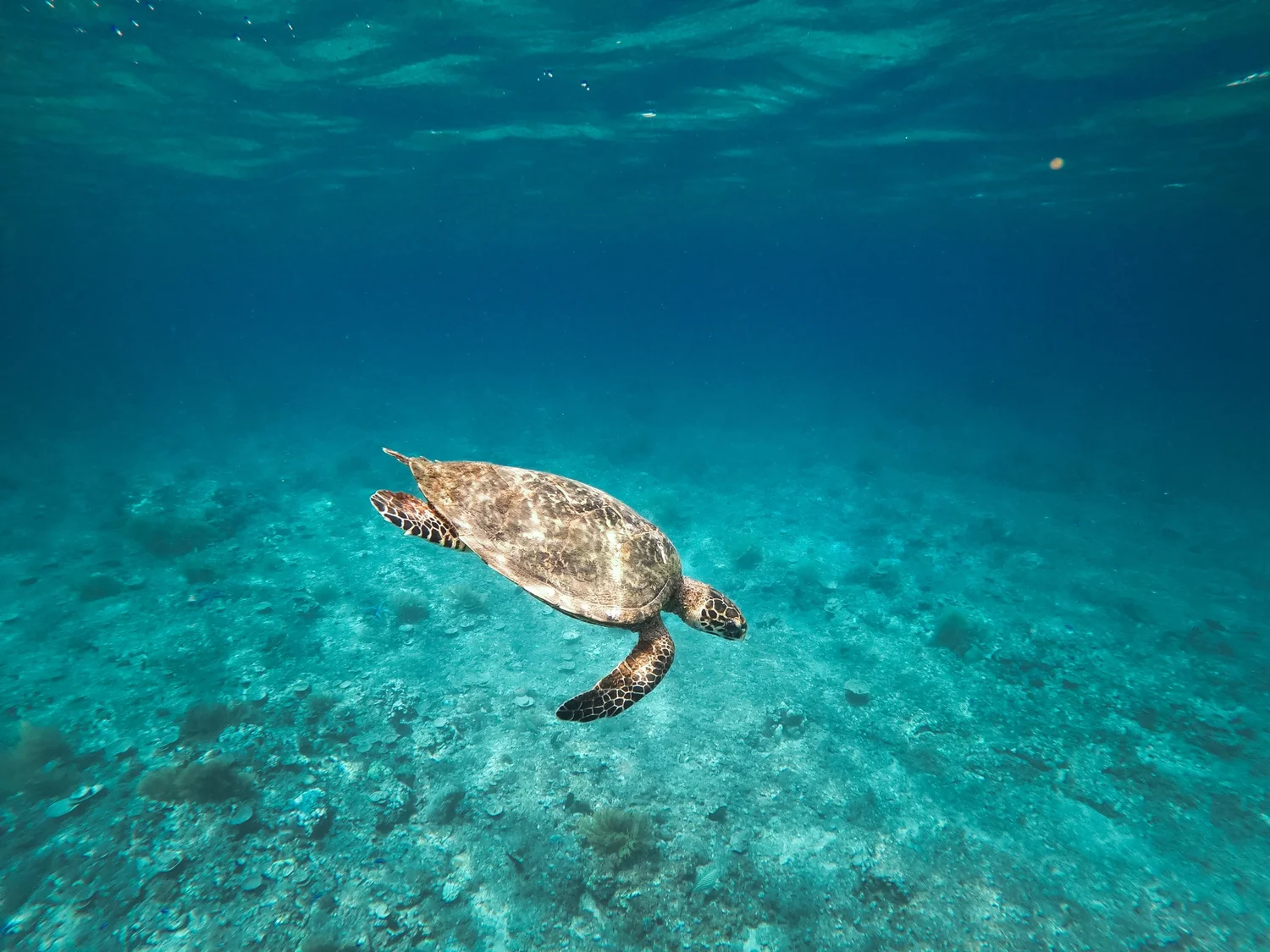Ultimate Amed Guide | Best Snorkelling Spot in East Bali — Finding Our ...