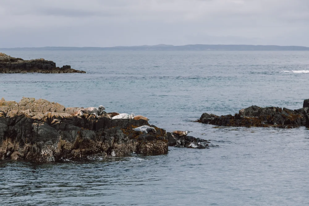 Best Place to see puffins in Scotland | Lunga Island — Finding Our ...