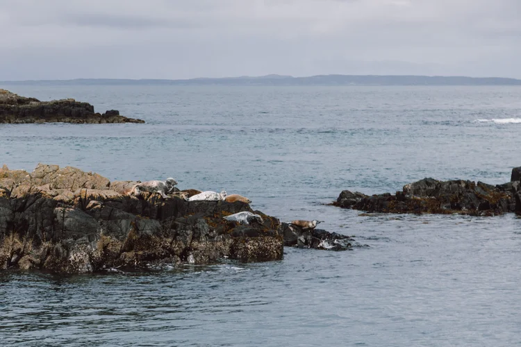 Best Place to see puffins in Scotland | Lunga Island — Finding Our ...