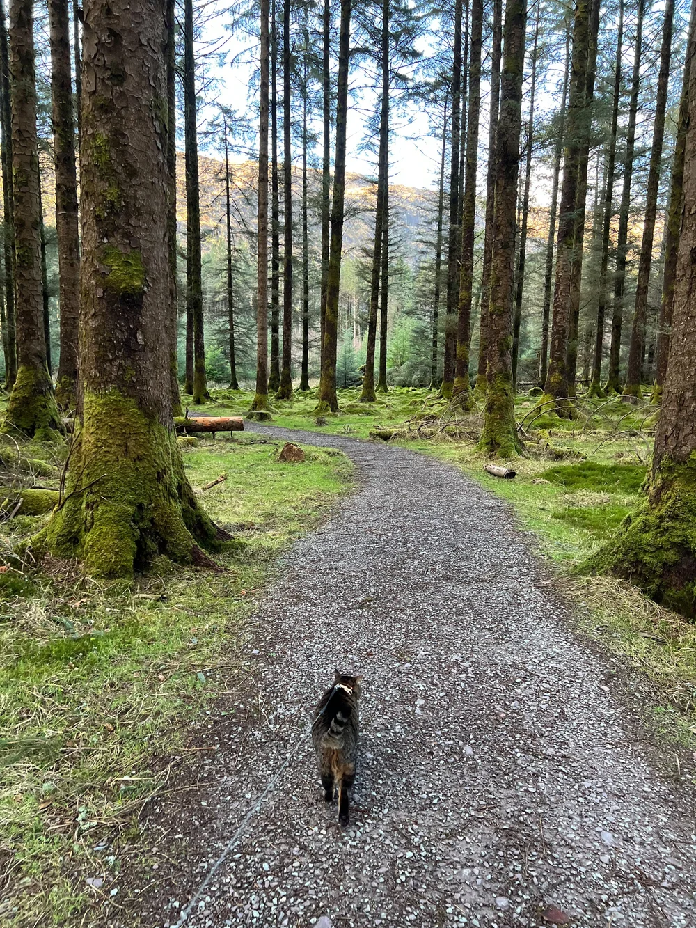 How to Travel with your Cat in a Campervan | Vanlife with a Cat ...