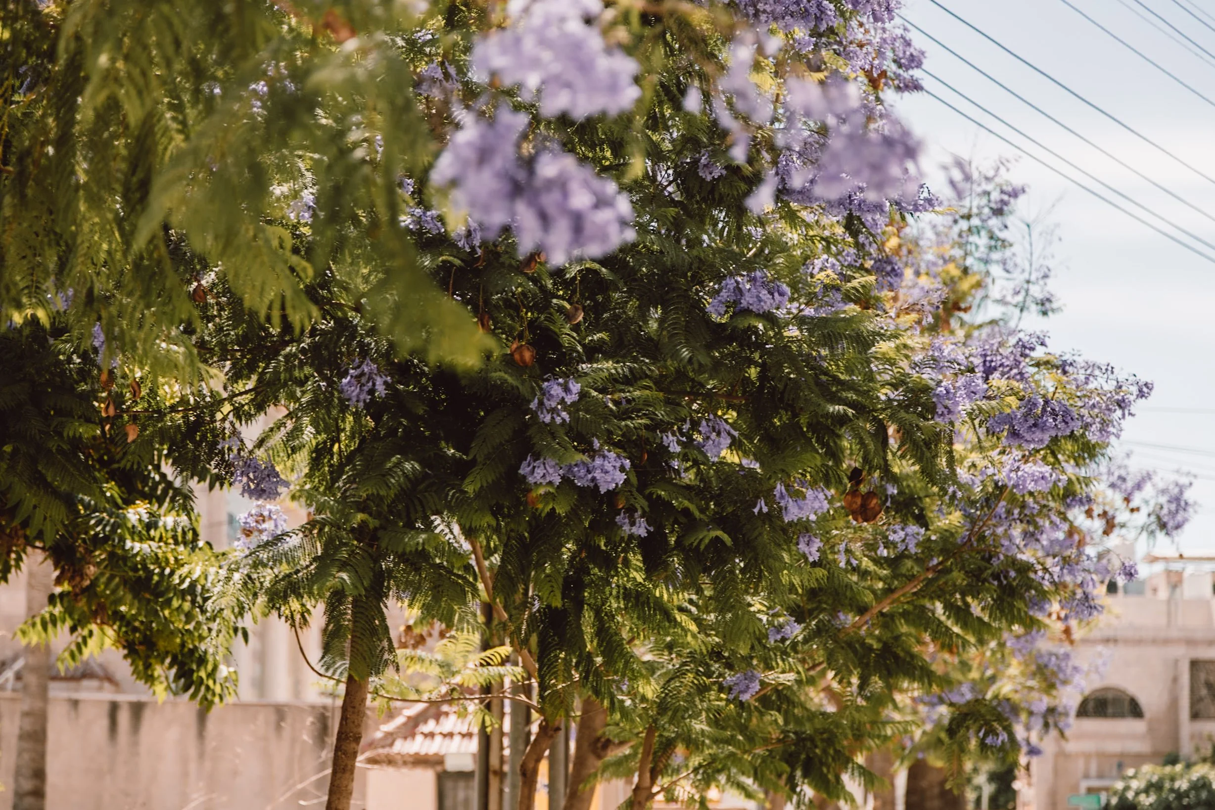 31 Things to Know Before Visiting Jordan | A First-timers Guide ...