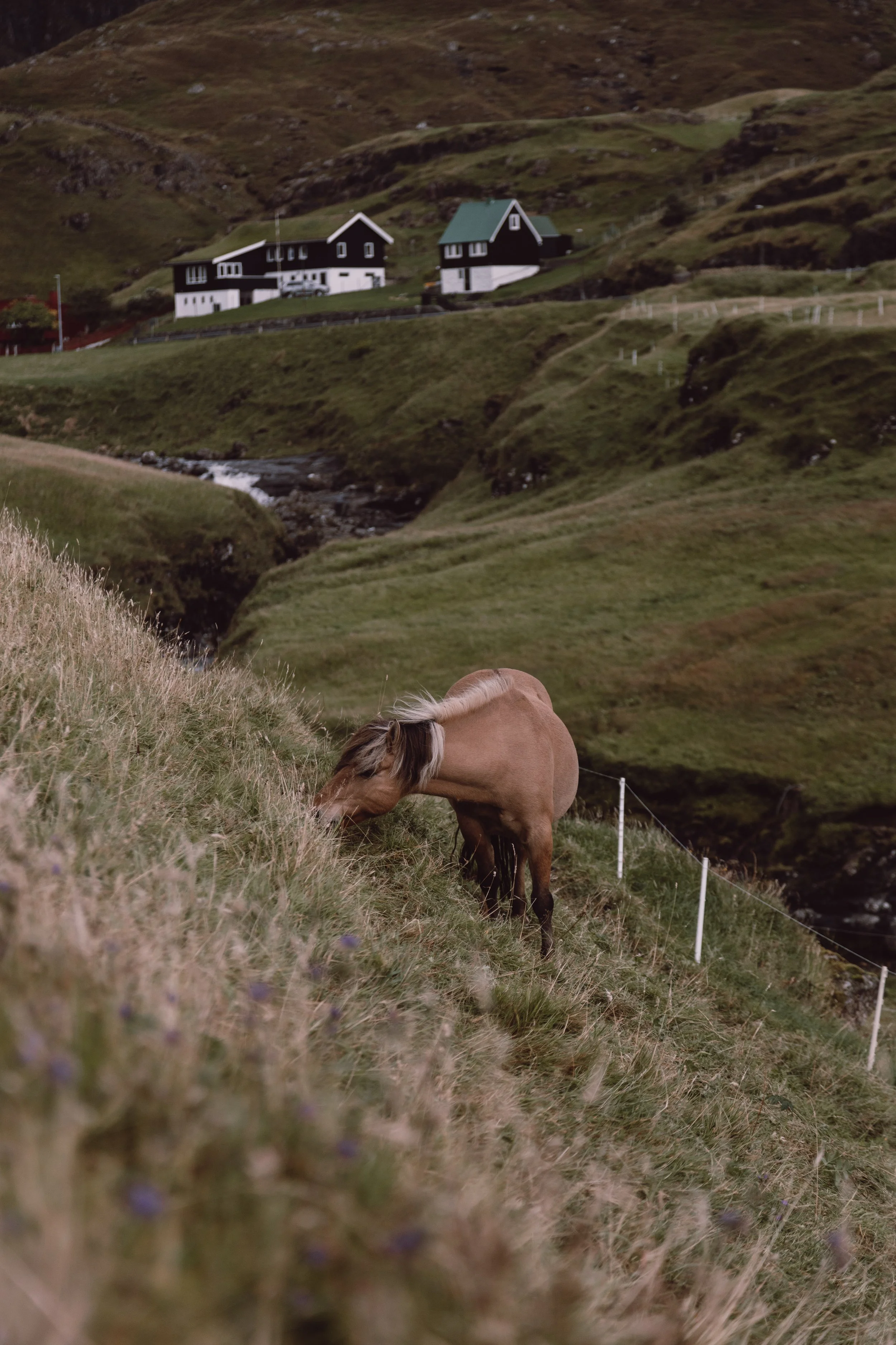 31 Things to Know before visiting the Faroe Islands | A First-Timers ...