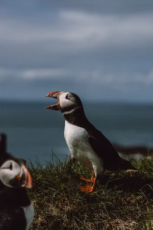 Best Place to see puffins in Scotland | Lunga Island — Finding Our ...