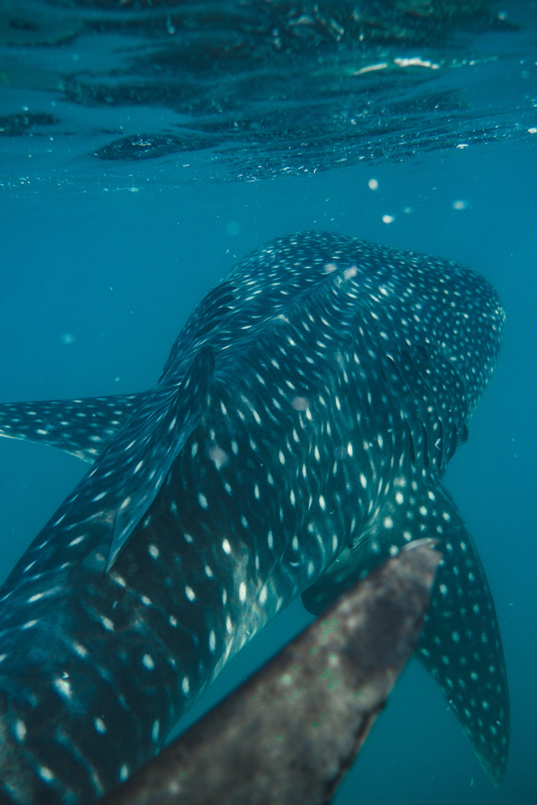 Why you Should Visit Cebu in the Philippines — Finding Our Adventure