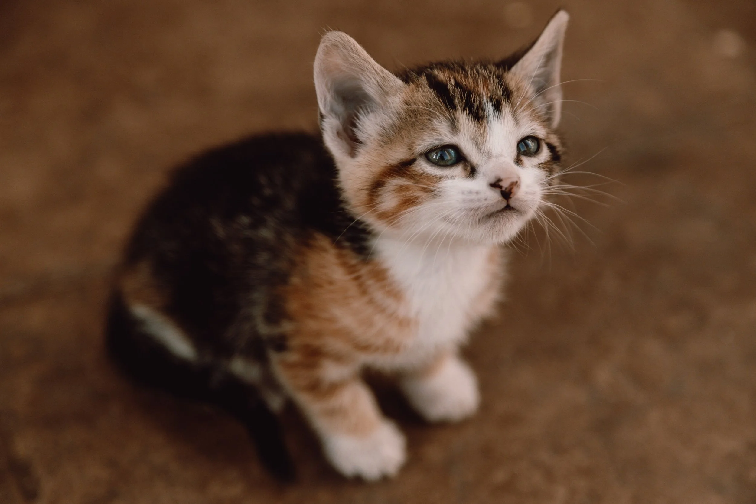 The Best Things To Do In the Coastal City of Agadir in Morocco — Finding Our Adventure