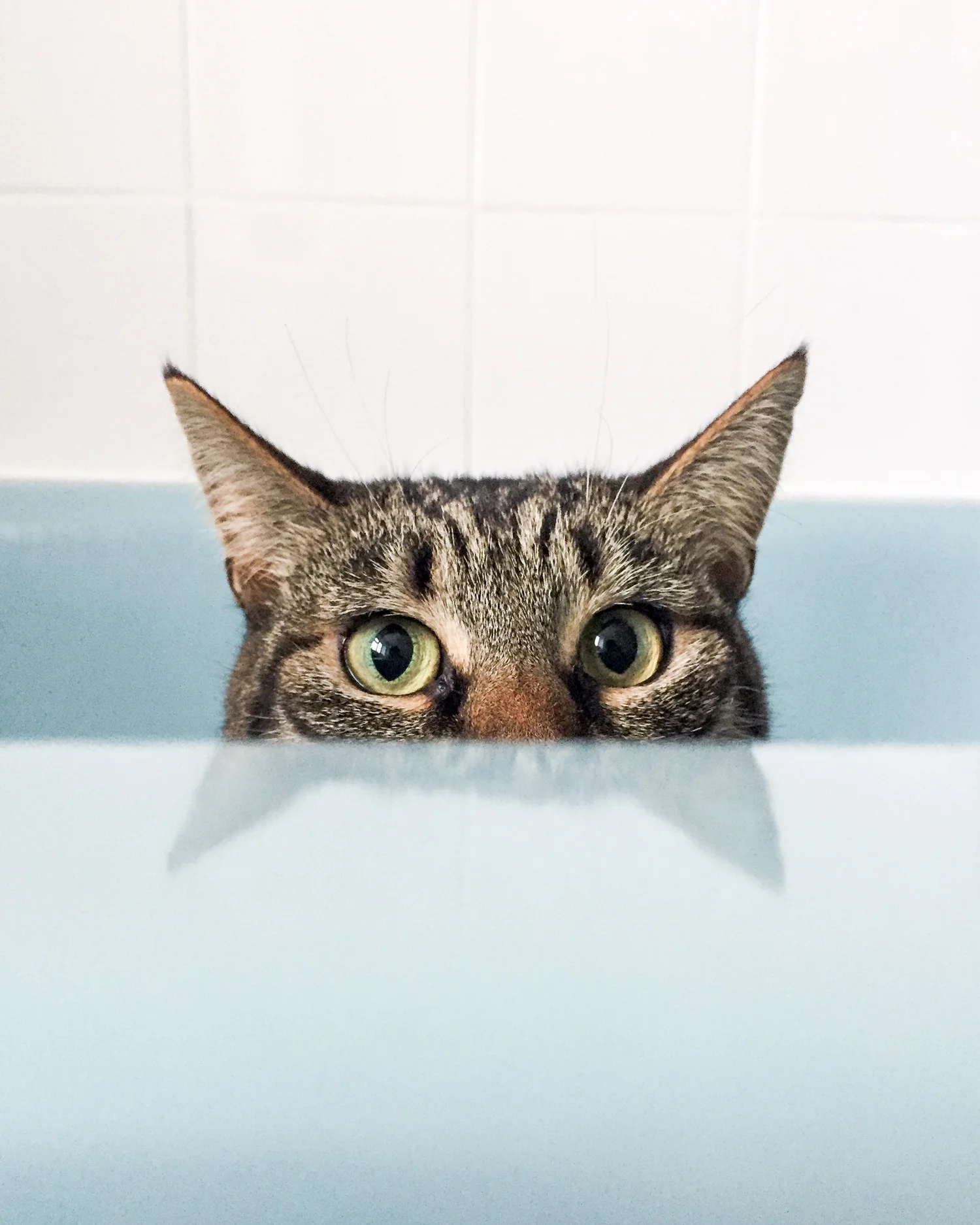 How to Travel with your Cat in a Campervan | Vanlife with a Cat ...