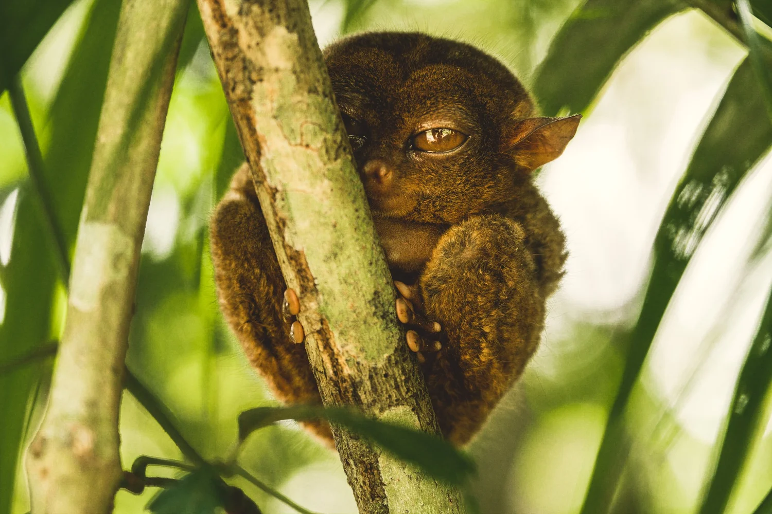 A Travel Guide on How To Explore The Philippines — Finding Our Adventure