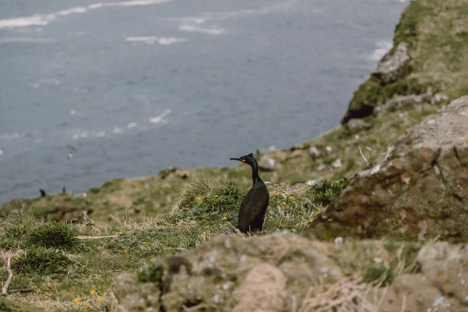 Best Place to see puffins in Scotland | Lunga Island — Finding Our ...