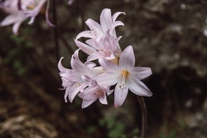 Madeira in October | What You Need to Know Before You Go — Finding Our ...