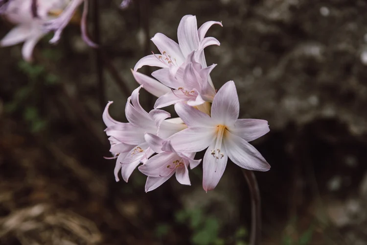 Madeira in October | What You Need to Know Before You Go — Finding Our ...