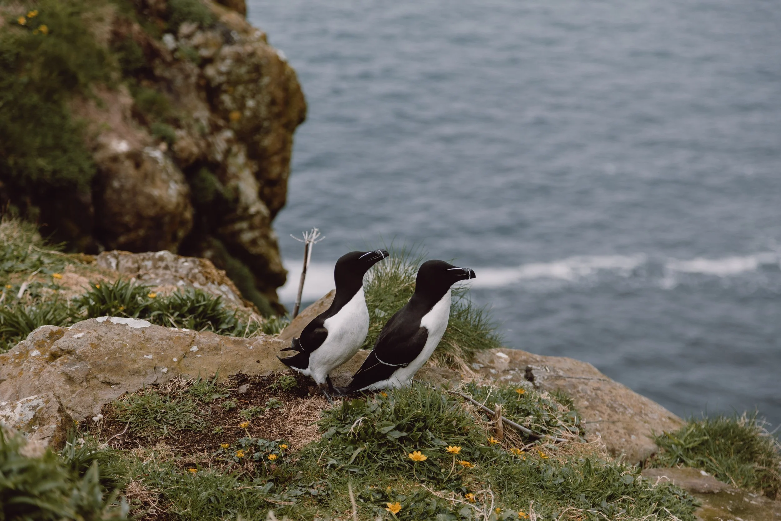 Best Place to see puffins in Scotland | Lunga Island — Finding Our ...