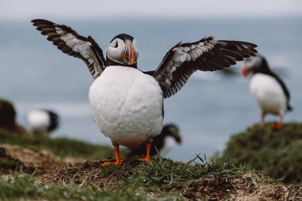 Best Place to see puffins in Scotland | Lunga Island — Finding Our ...