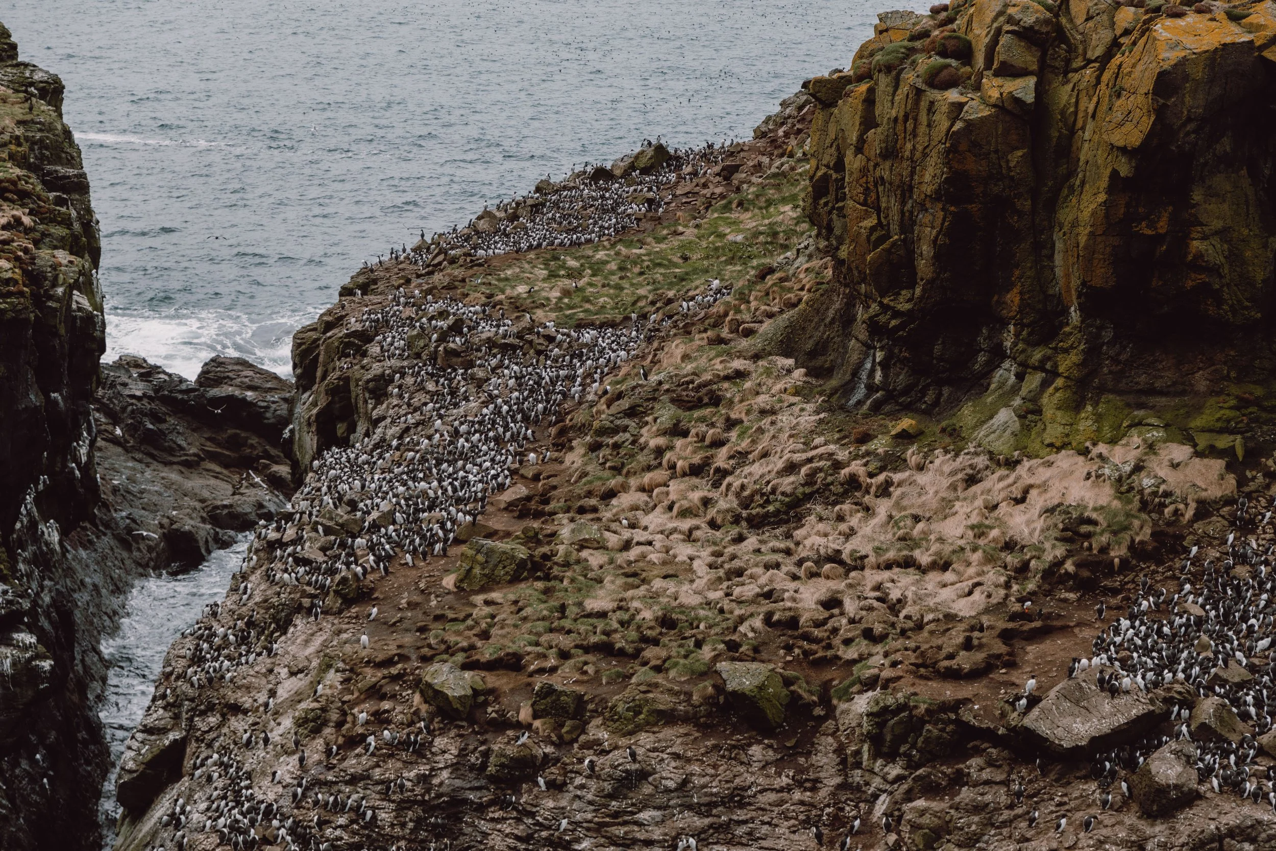 Best Place to see puffins in Scotland | Lunga Island — Finding Our ...