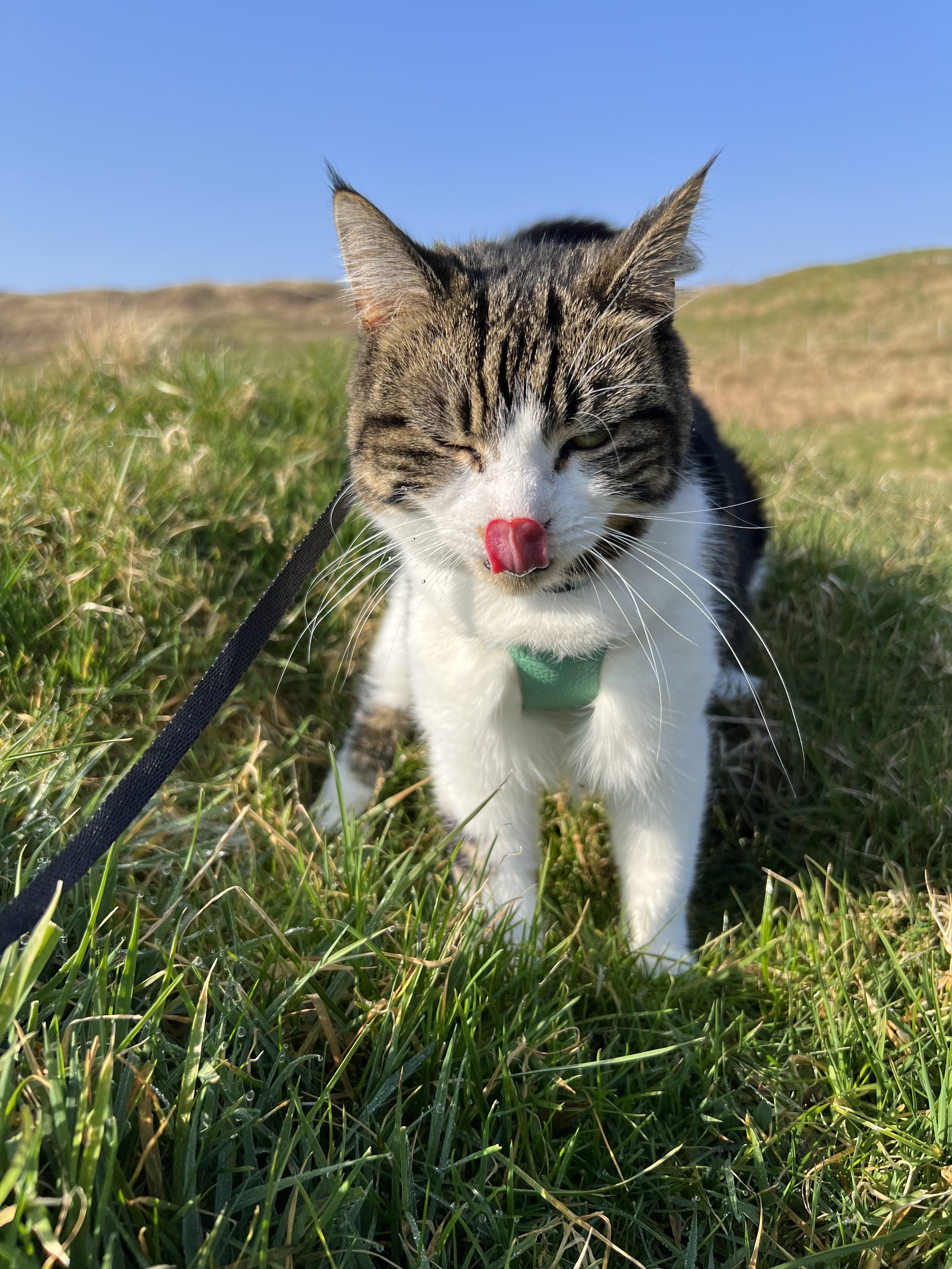 How to Travel with your Cat in a Campervan | Vanlife with a Cat ...