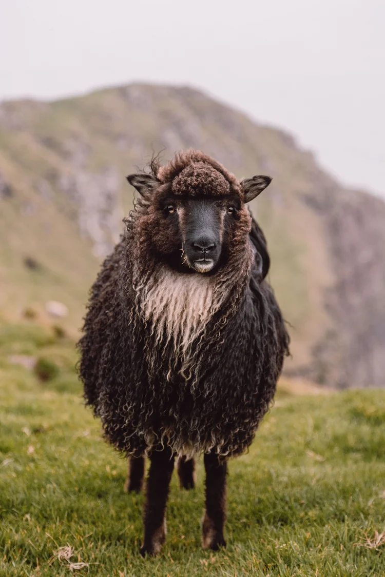 31 Things to Know before visiting the Faroe Islands | A First-Timers ...