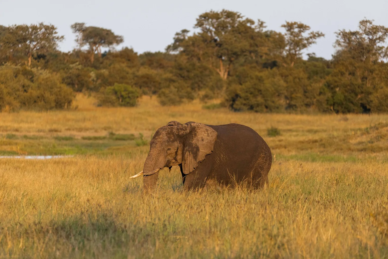 Luxury Safari at Tintswalo Lodge in Manyaleti Game Reserve | Greater ...