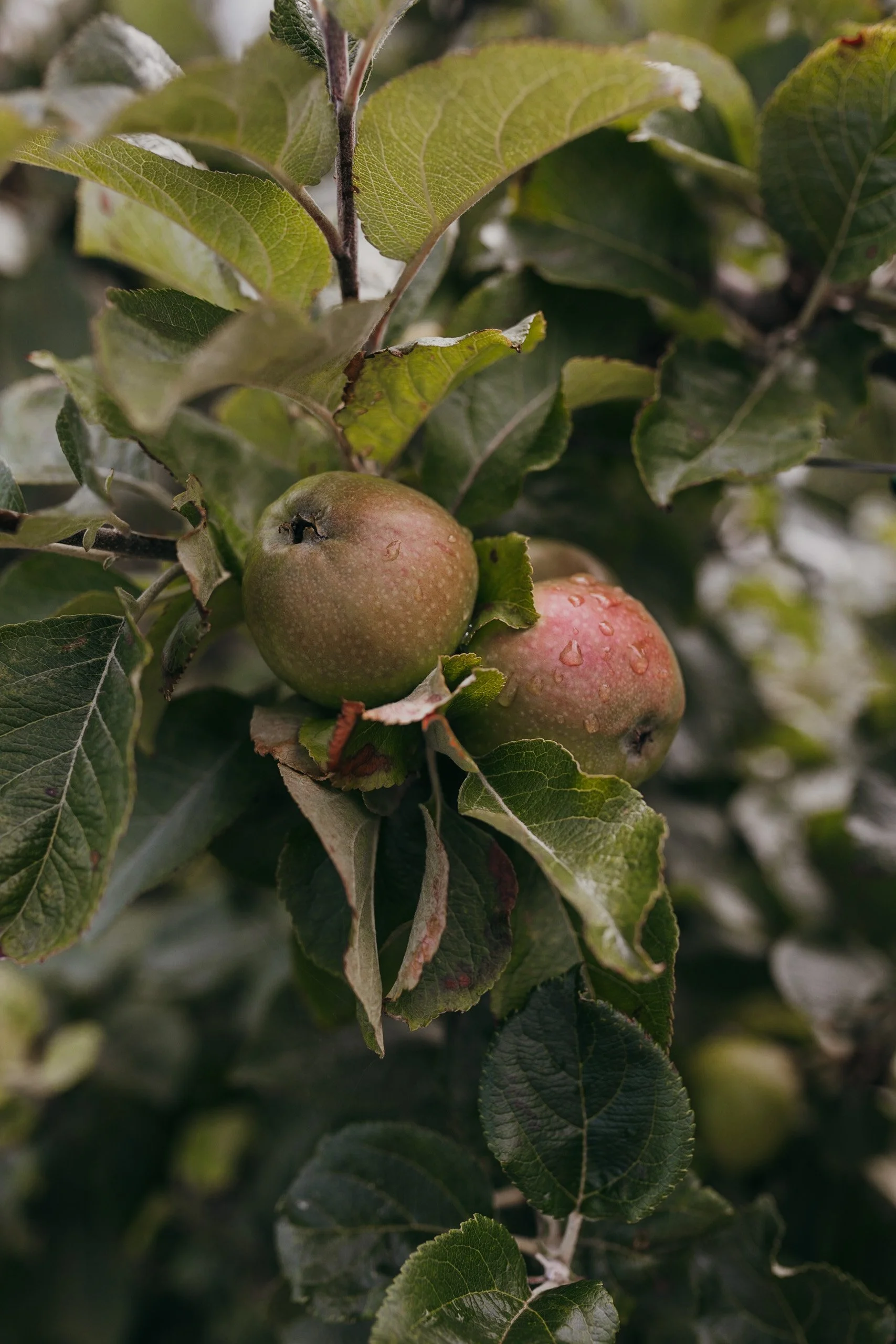 Staying in a Garden Wagon at The Pig at Harlyn Bay Hotel in Cornwall ...