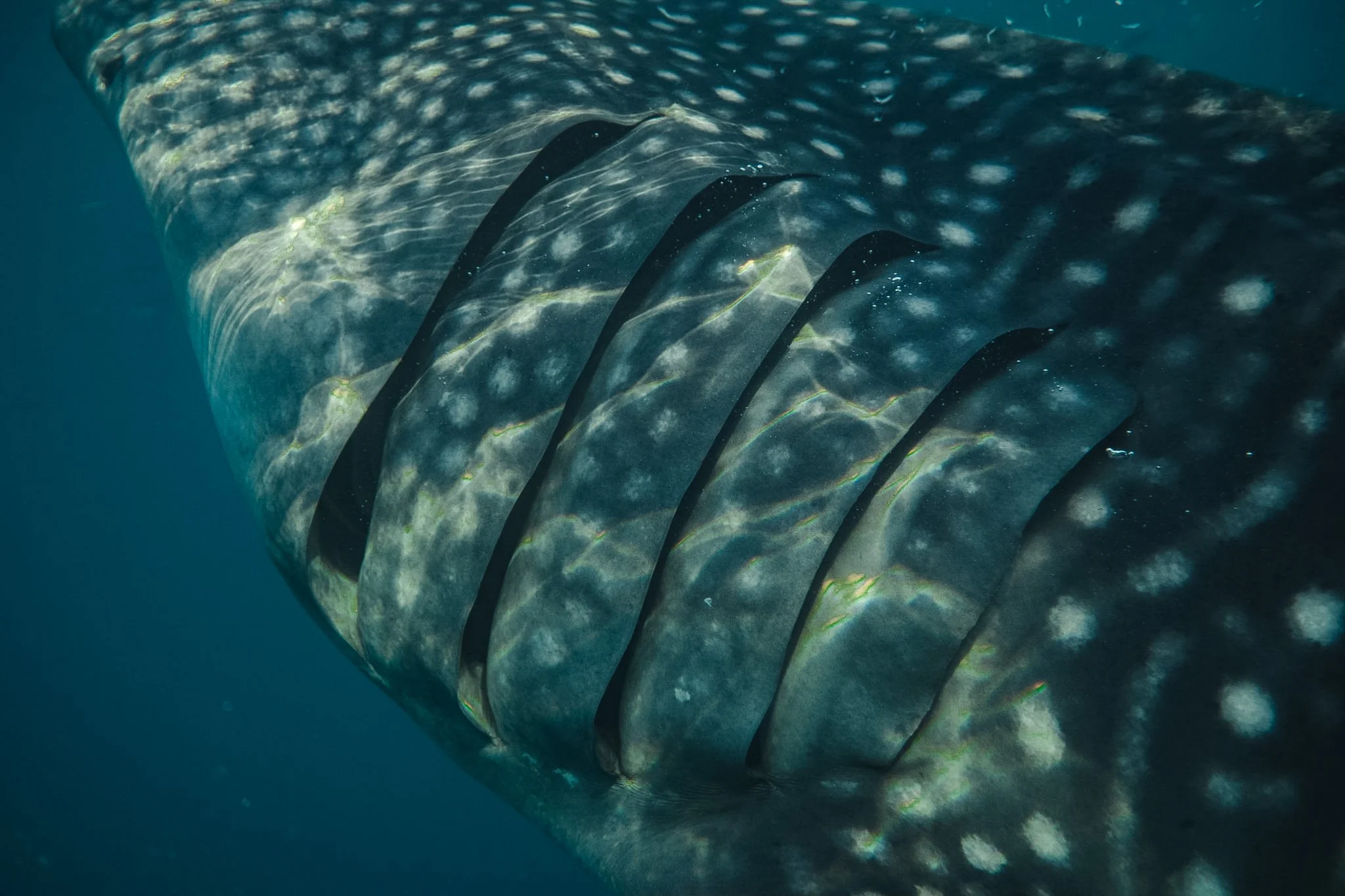 Why you Should Visit Cebu in the Philippines — Finding Our Adventure