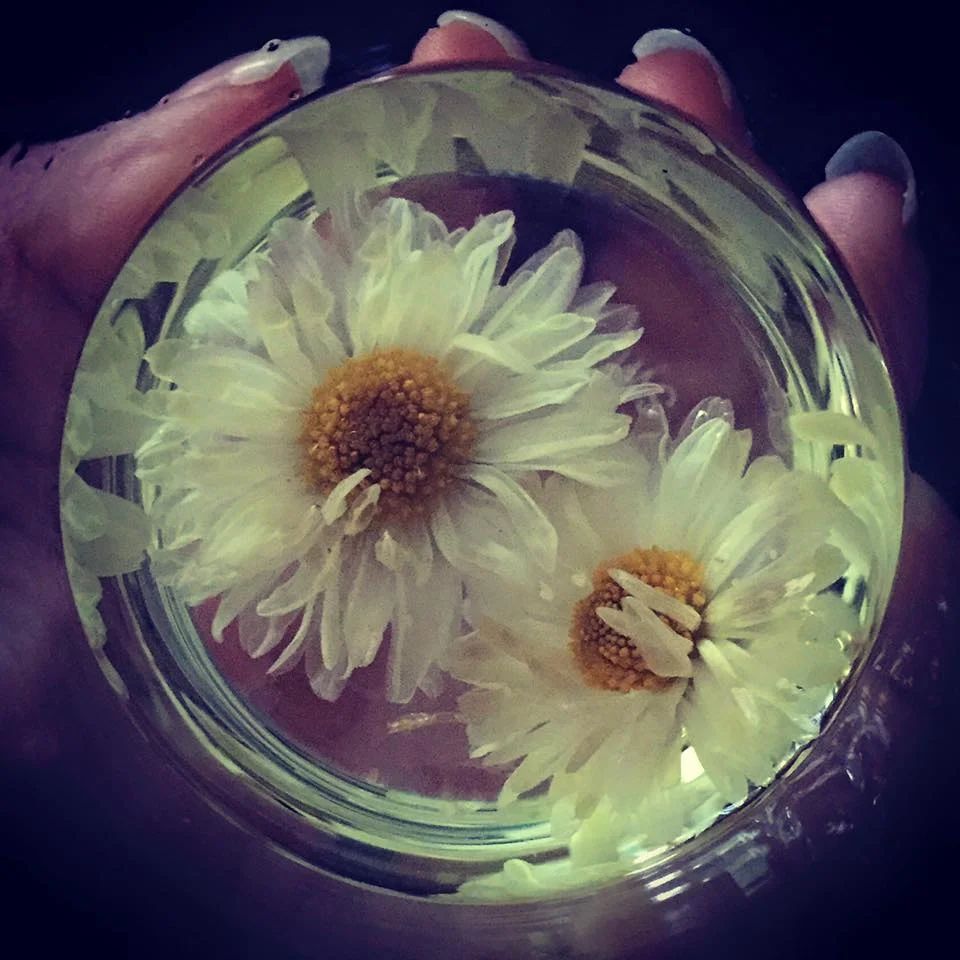 Ju-Hua Chrysanthemum (Chrysanthemum Morifolium) — Sage Garden Theory